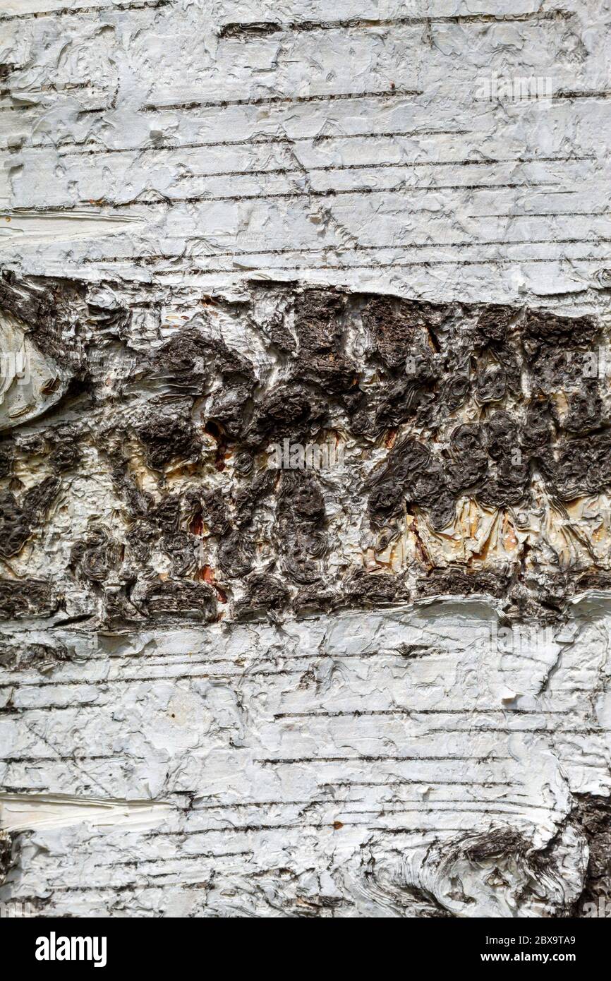Birch Tree Bark Texture Close Up. Texture Useful For Background Image ...
