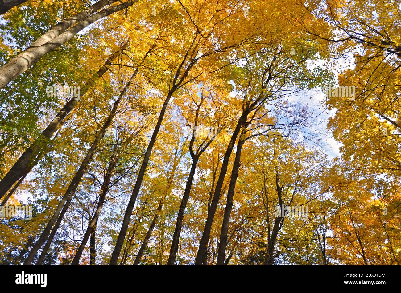 Autumn forest park trees treetop hi-res stock photography and images ...