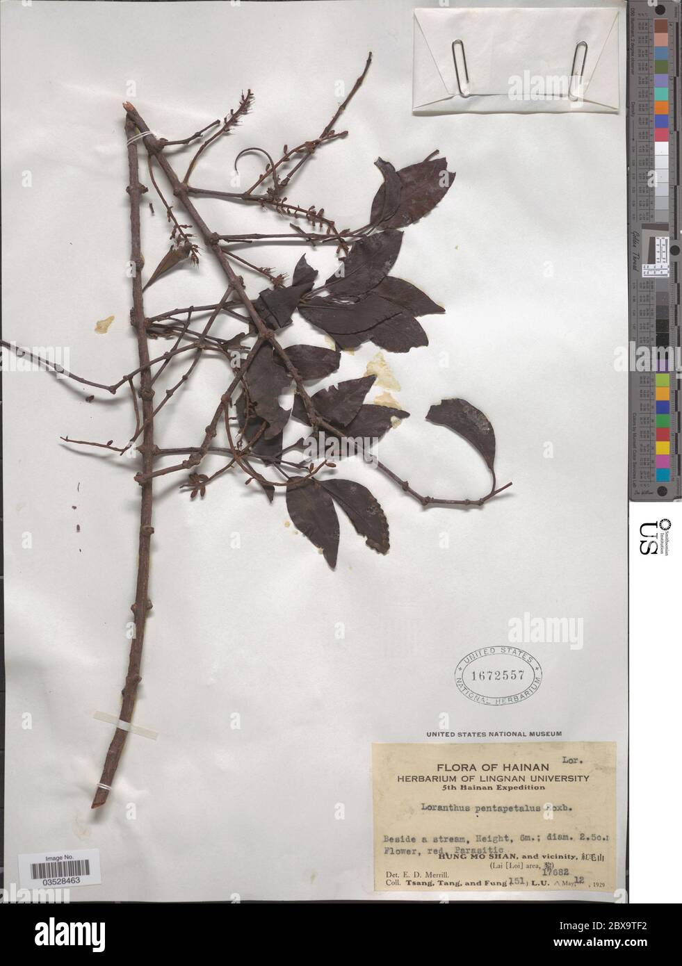 Loranthus pentapetalus Loranthus pentapetalus Stock Photo - Alamy