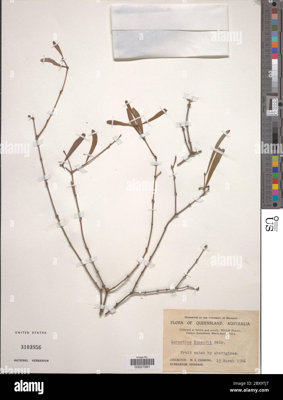 Exocarpi hi-res stock photography and images - Alamy