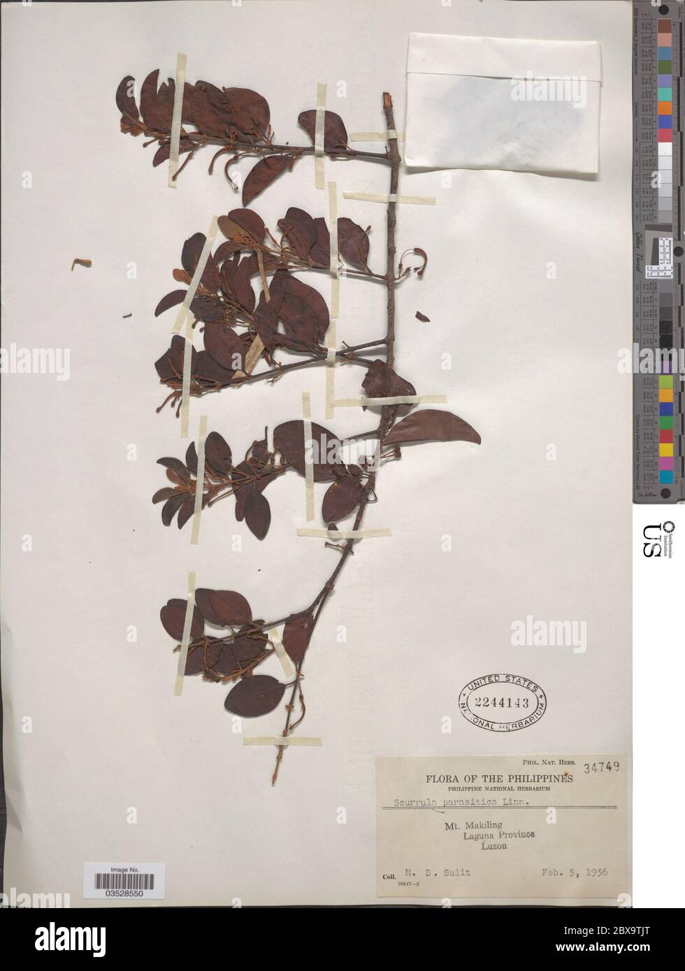 Loranthus parasiticus hi-res stock photography and images - Alamy