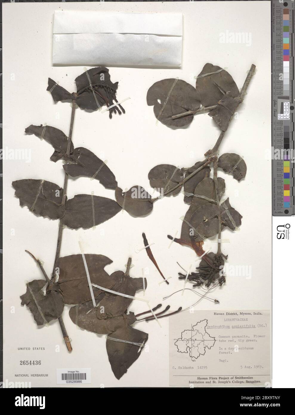 Amplexifolia hi-res stock photography and images - Alamy