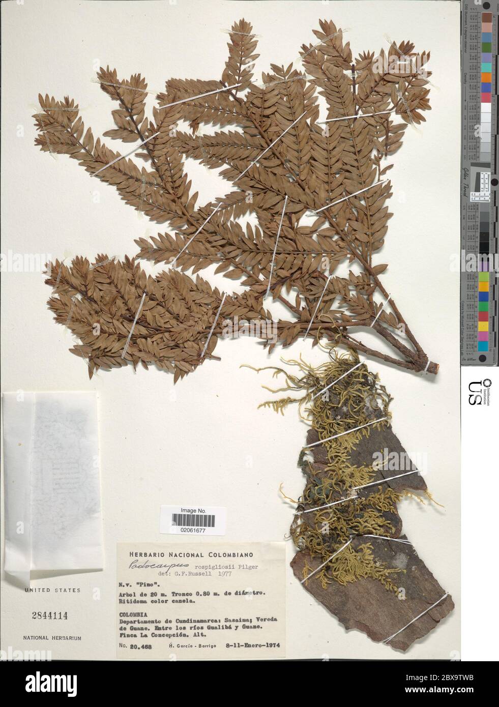 Podocarpus rospigliosii Podocarpus rospigliosii Stock Photo - Alamy