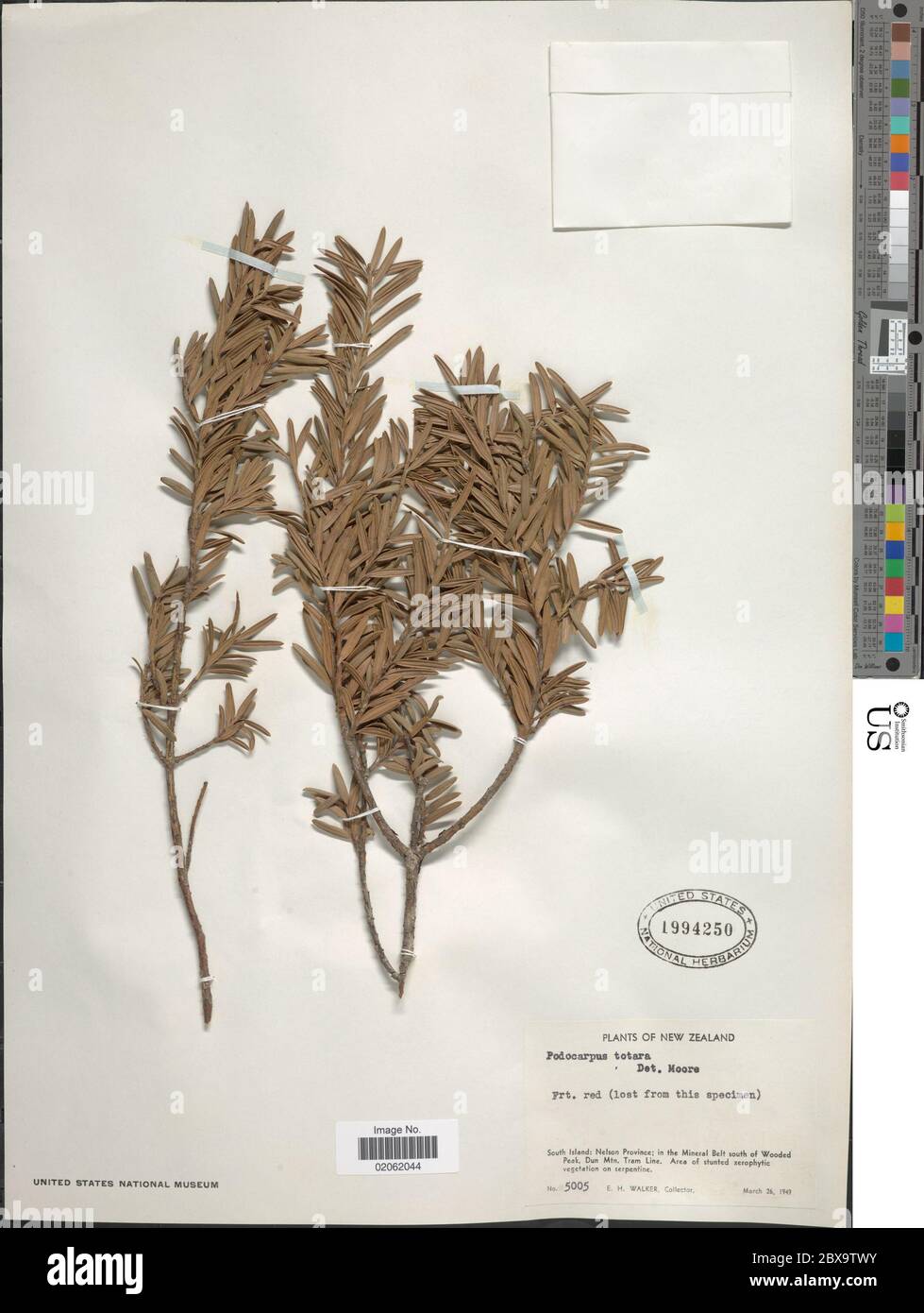 Podocarpus totara hi-res stock photography and images - Alamy