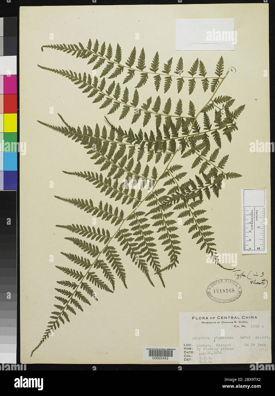 Athyrium gigantum De Vol Athyrium gigantum De Vol Stock Photo - Alamy
