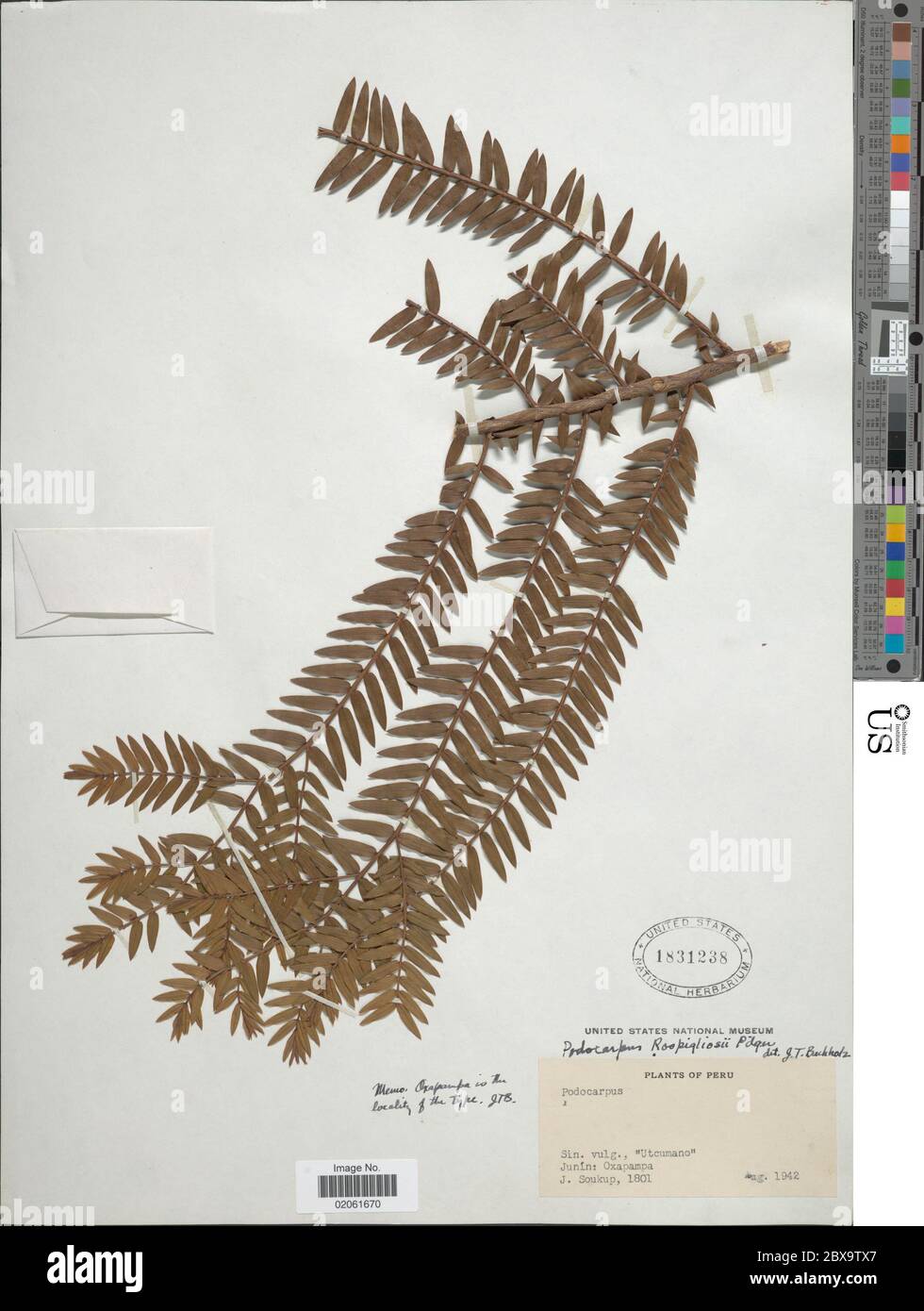 Podocarpus rospigliosii Podocarpus rospigliosii Stock Photo - Alamy