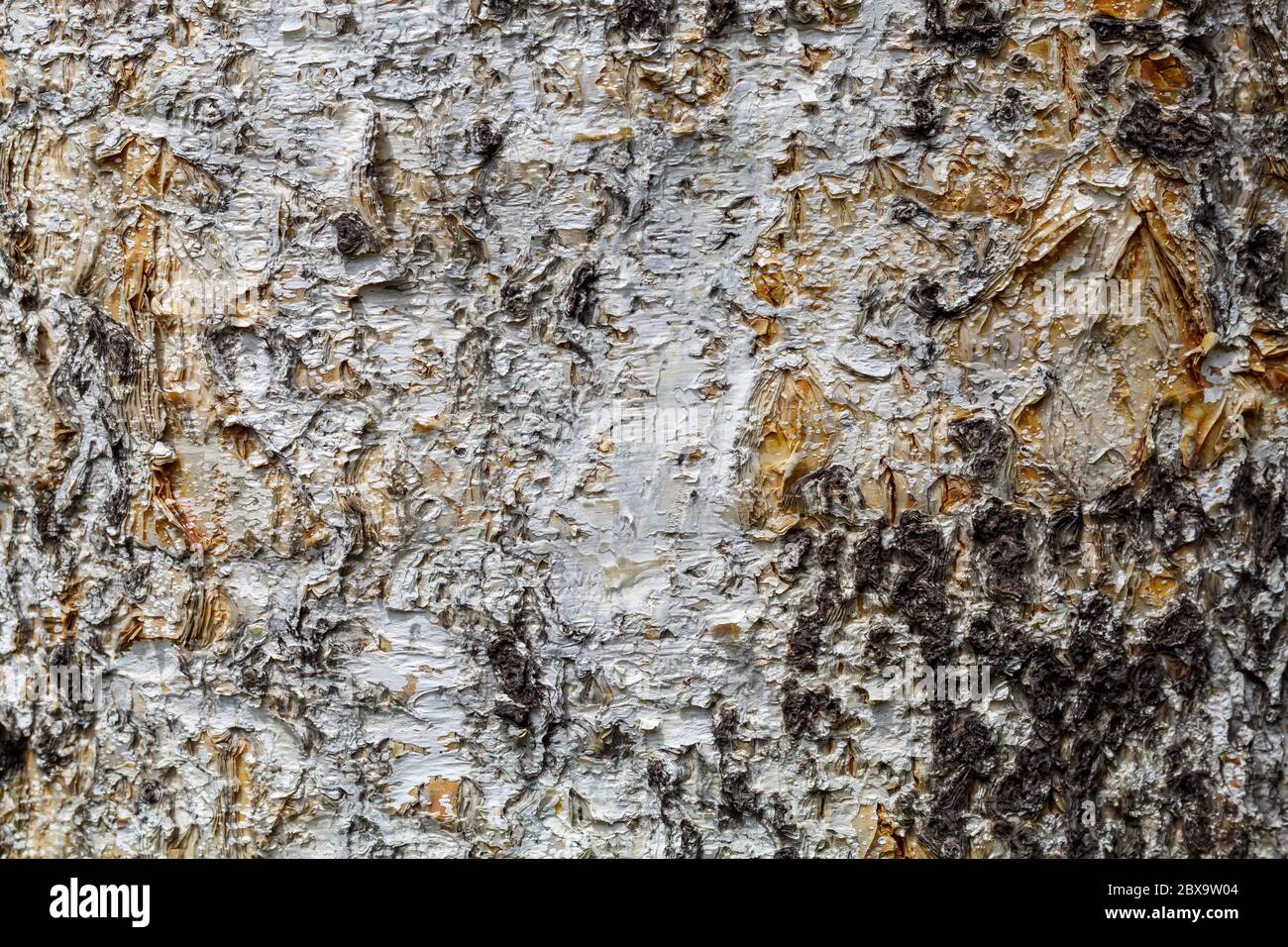 Birch Tree Bark Texture Close Up. Texture Useful For Background Image ...