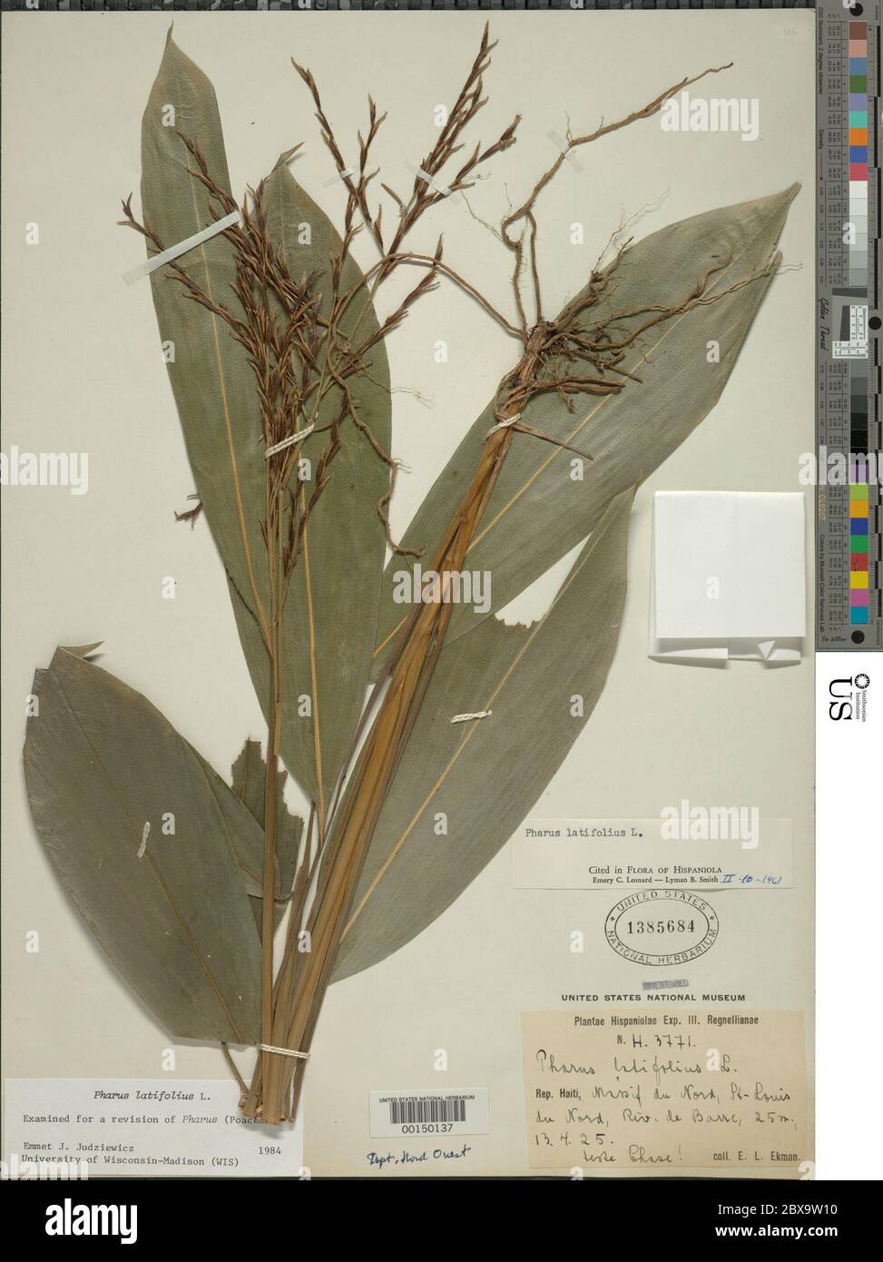 Pharus latifolius L Pharus latifolius L Stock Photo - Alamy