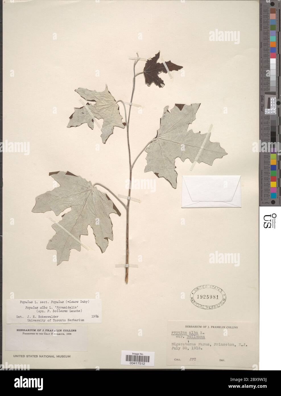 Populus alba white poplar hi-res stock photography and images - Alamy