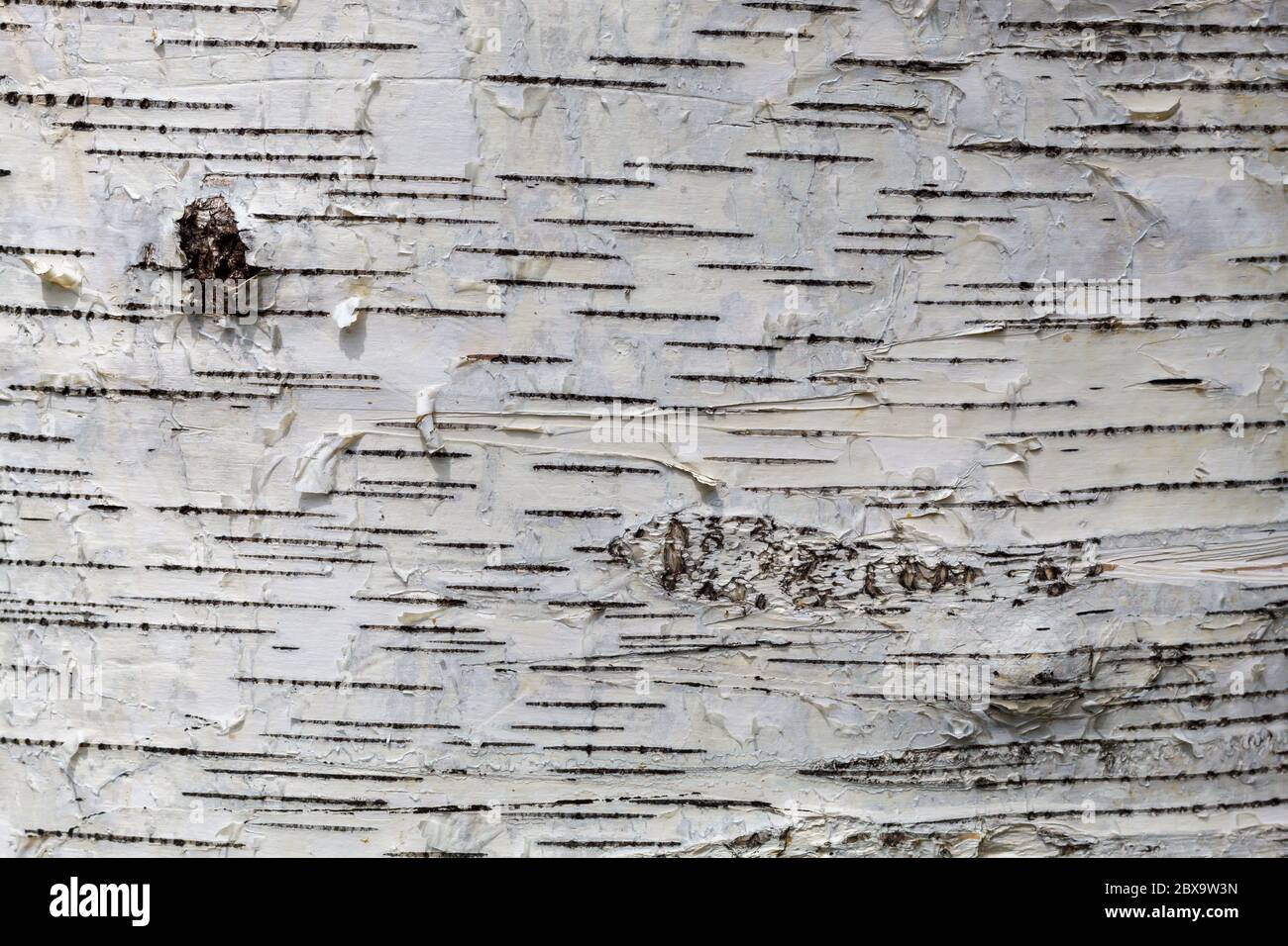 Birch Tree Bark Texture Close Up. Texture Useful For Background Image ...