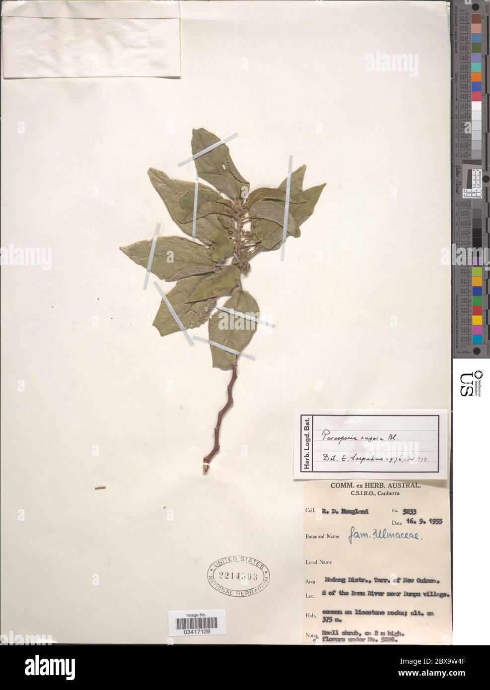 Parasponia hi-res stock photography and images - Alamy