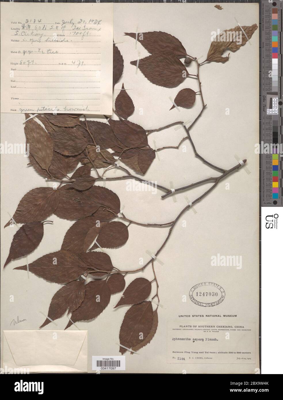 Aphananthe aspera hi-res stock photography and images - Alamy