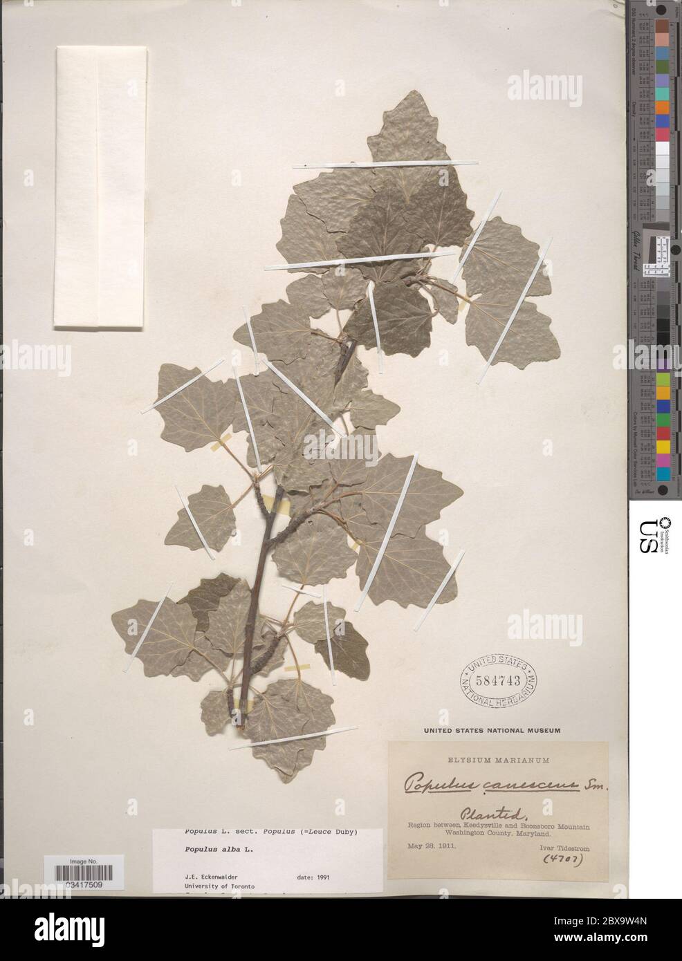 Populus alba L Populus alba L Stock Photo - Alamy