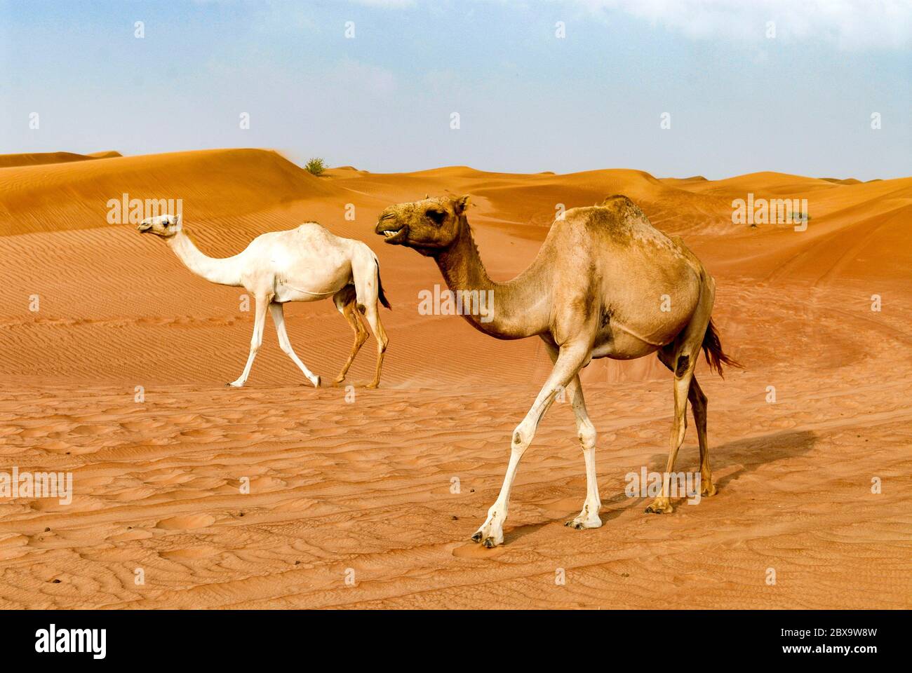 Dubai animals hi-res stock photography and images - Alamy