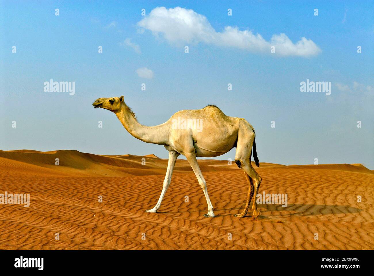 Dubai animals hi-res stock photography and images - Alamy