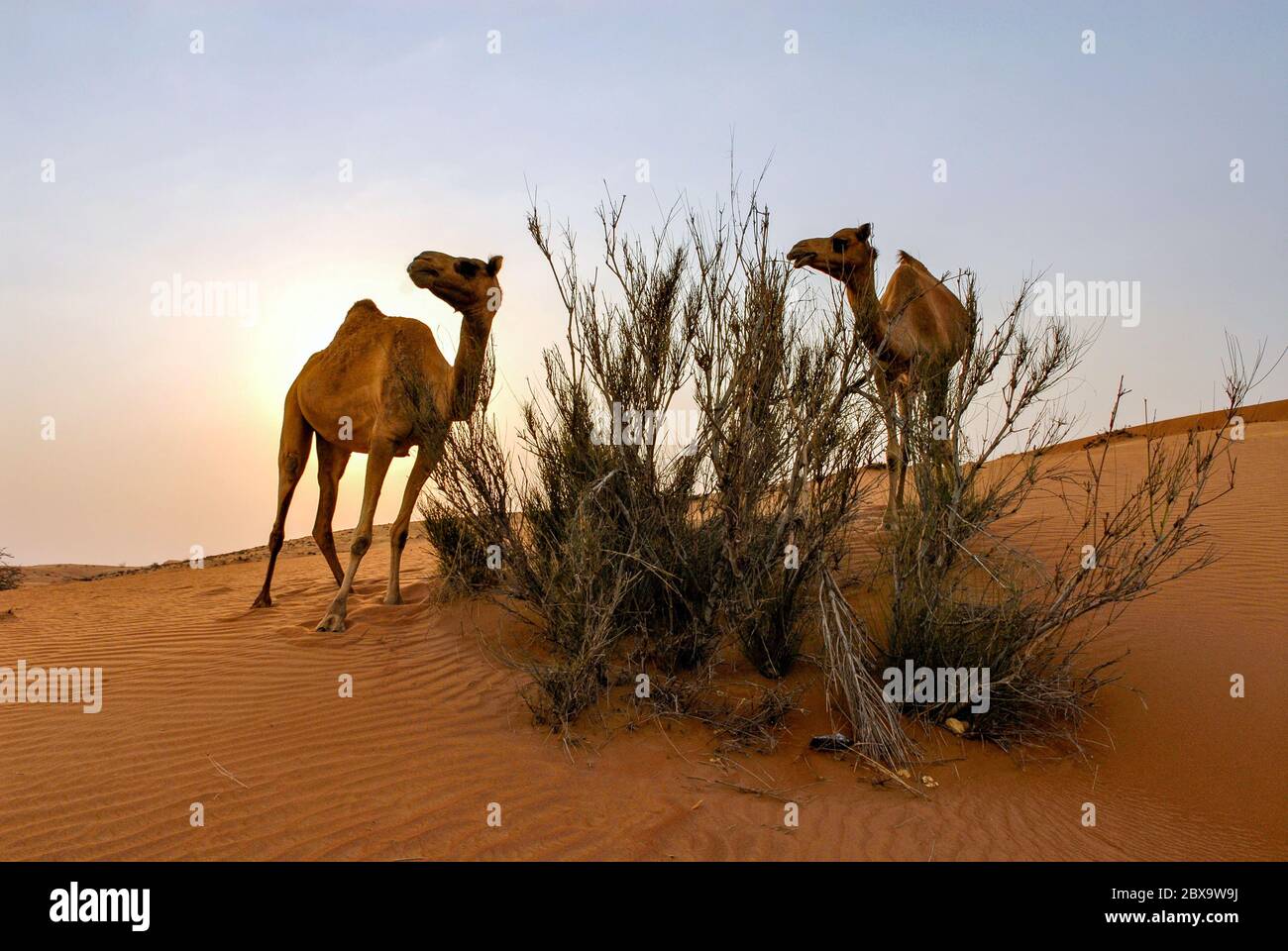 Dubai animals hi-res stock photography and images - Alamy