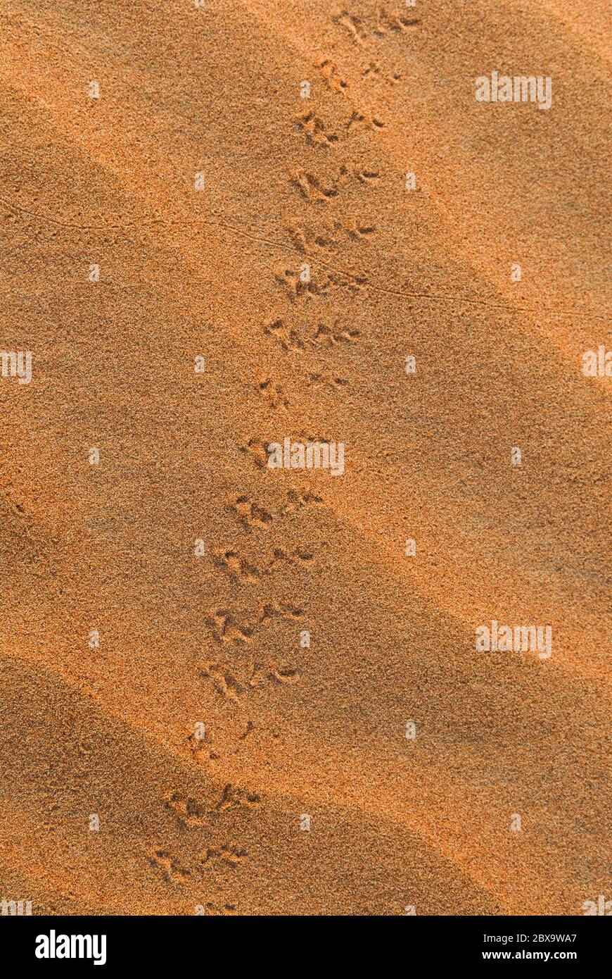insect footprints in the sand dunes of the Dubai desert Stock Photo - Alamy