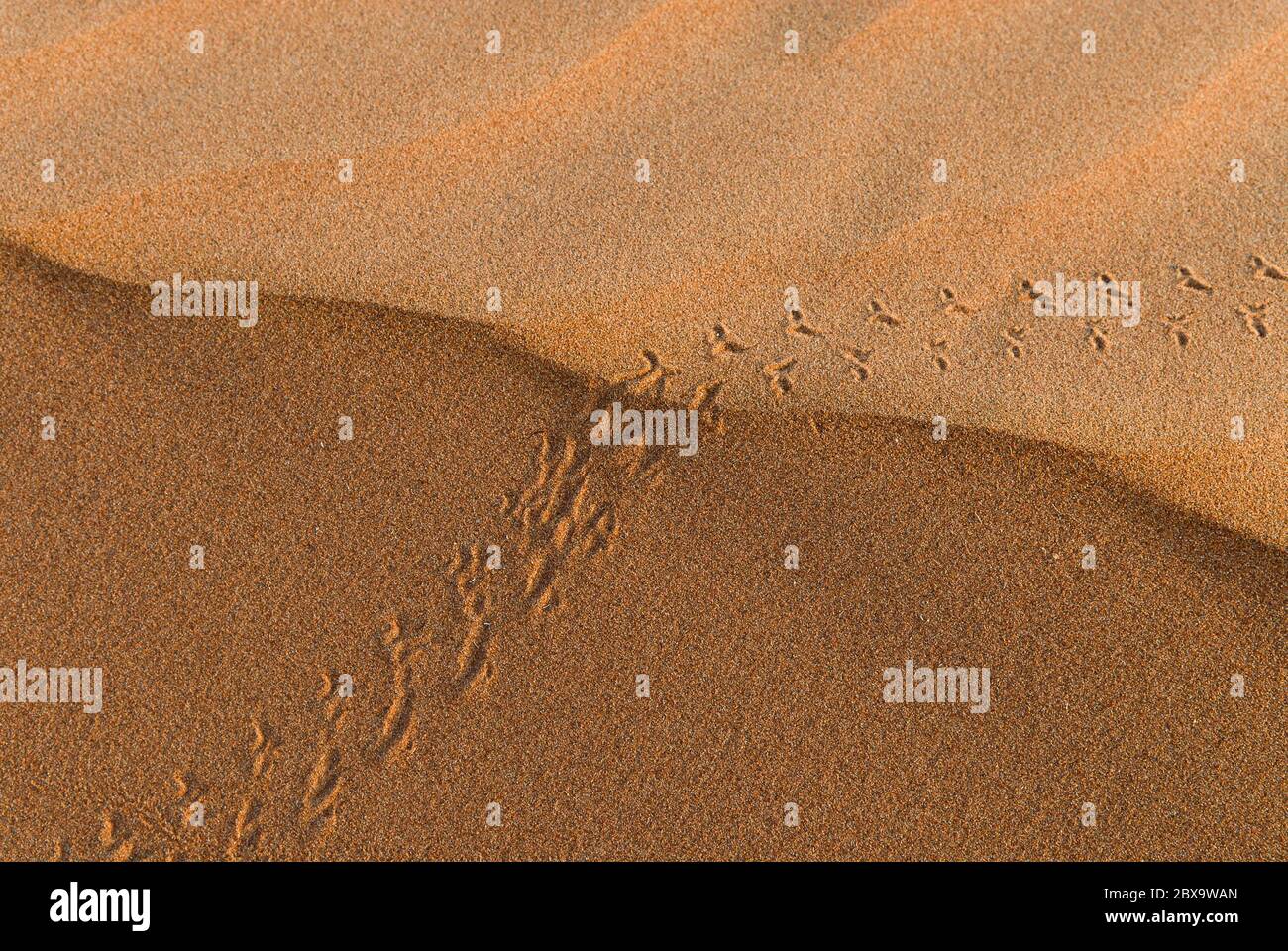 insect footprints in the sand dunes of the Dubai desert Stock Photo - Alamy