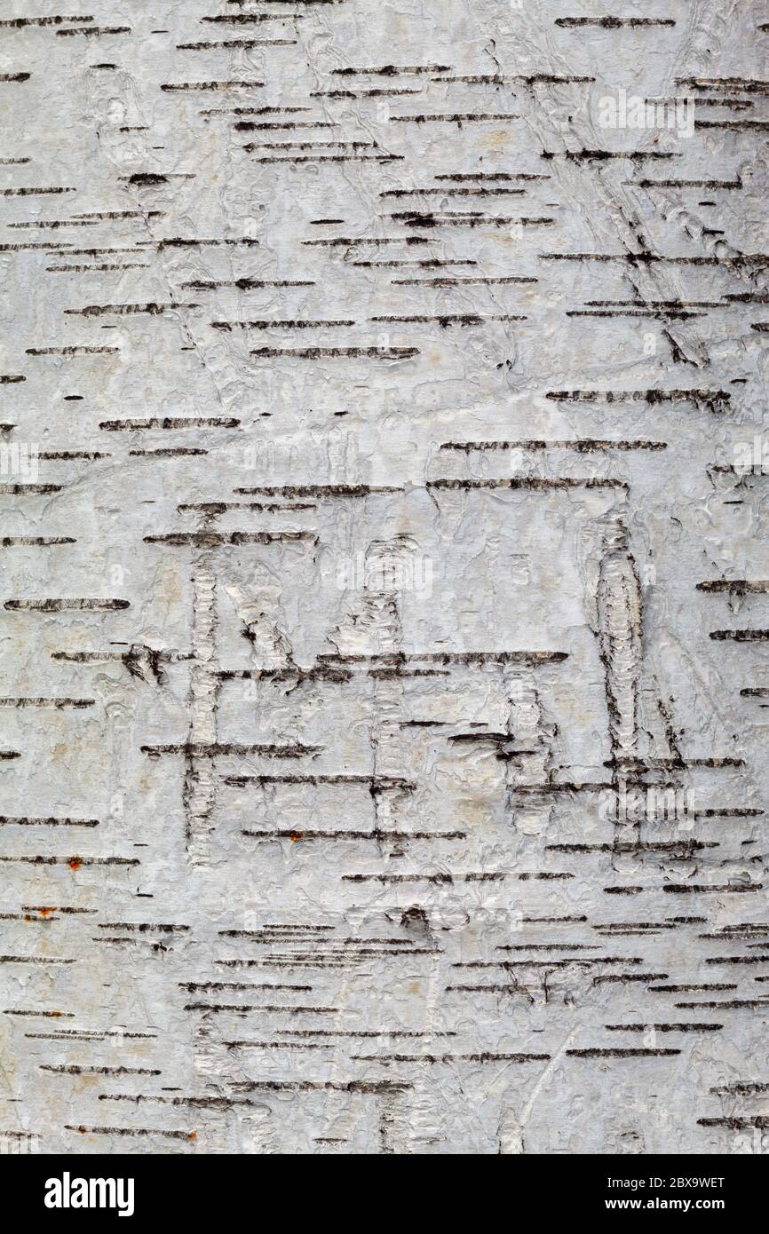 Birch Tree Bark Texture Close Up. Texture Useful For Background Image ...