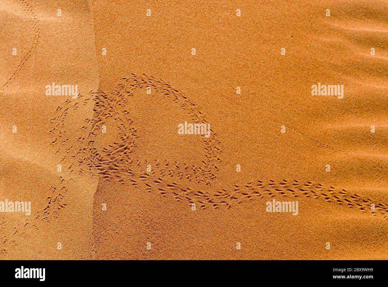 insect footprints in the sand dunes of the Dubai desert Stock Photo - Alamy