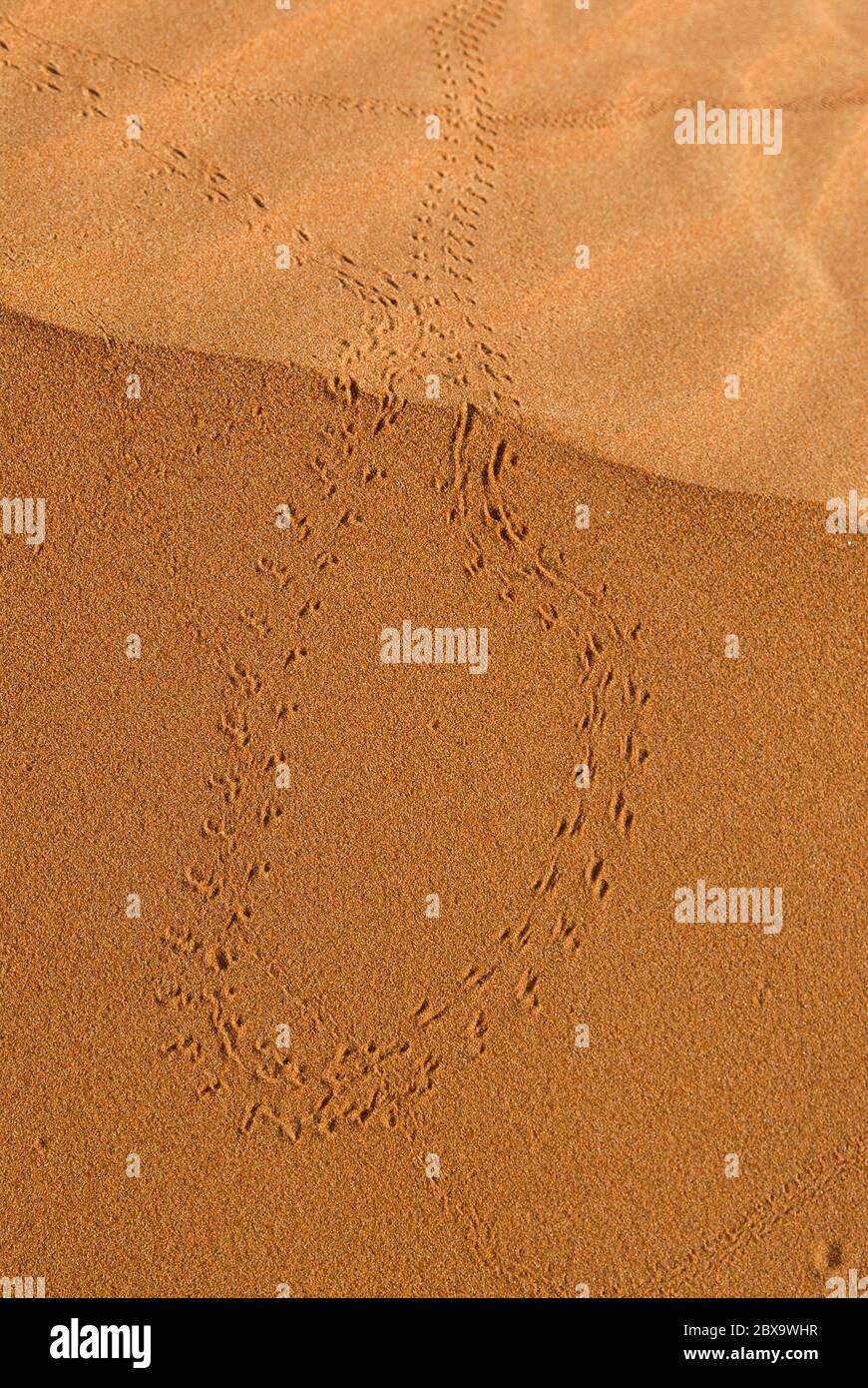 insect footprints in the sand dunes of the Dubai desert Stock Photo - Alamy