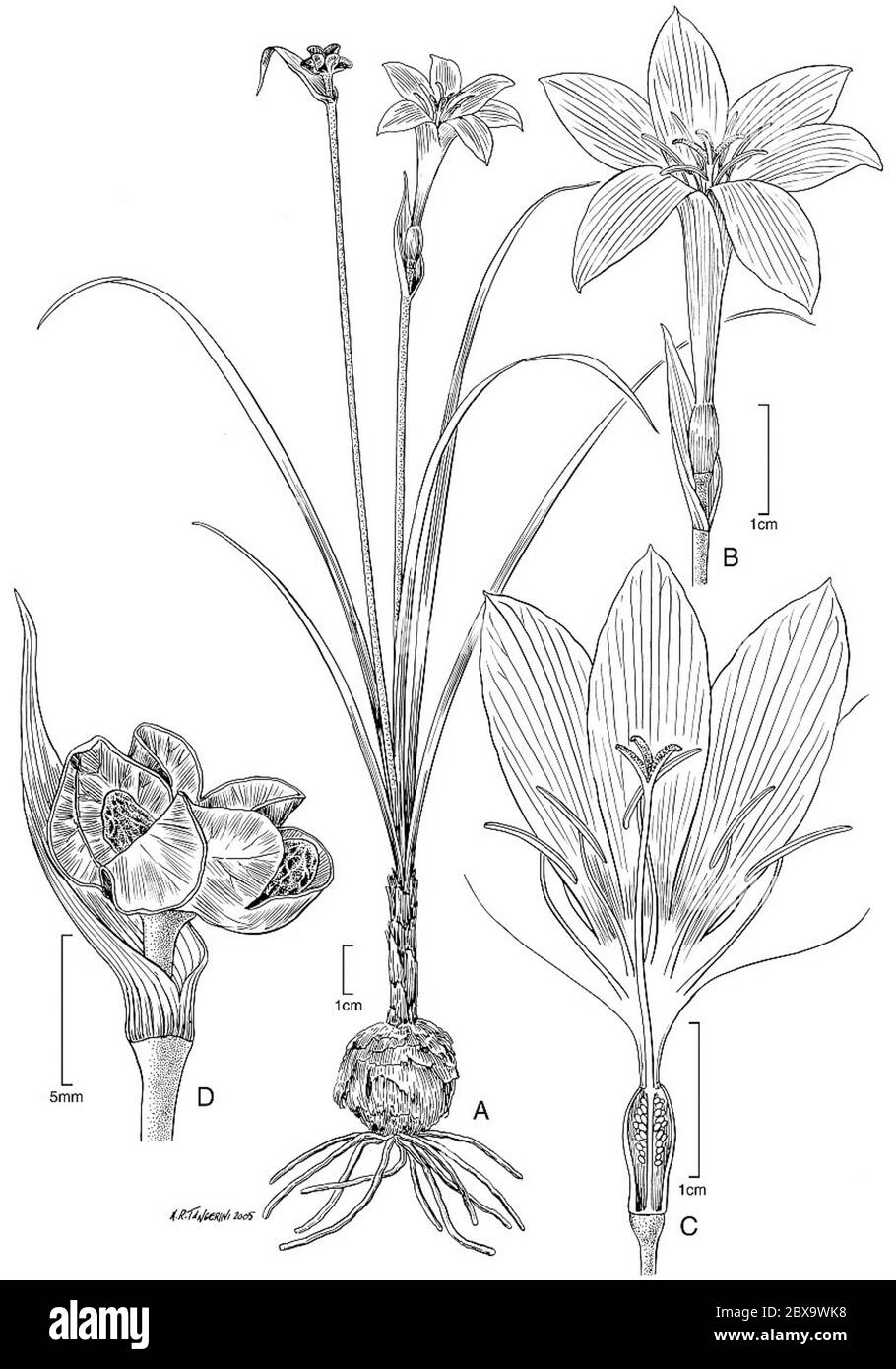 Zephyranthes Black and White Stock Photos & Images - Alamy