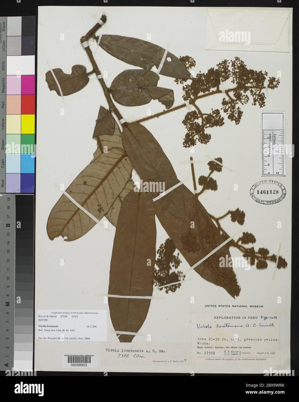 Virola hi-res stock photography and images - Alamy