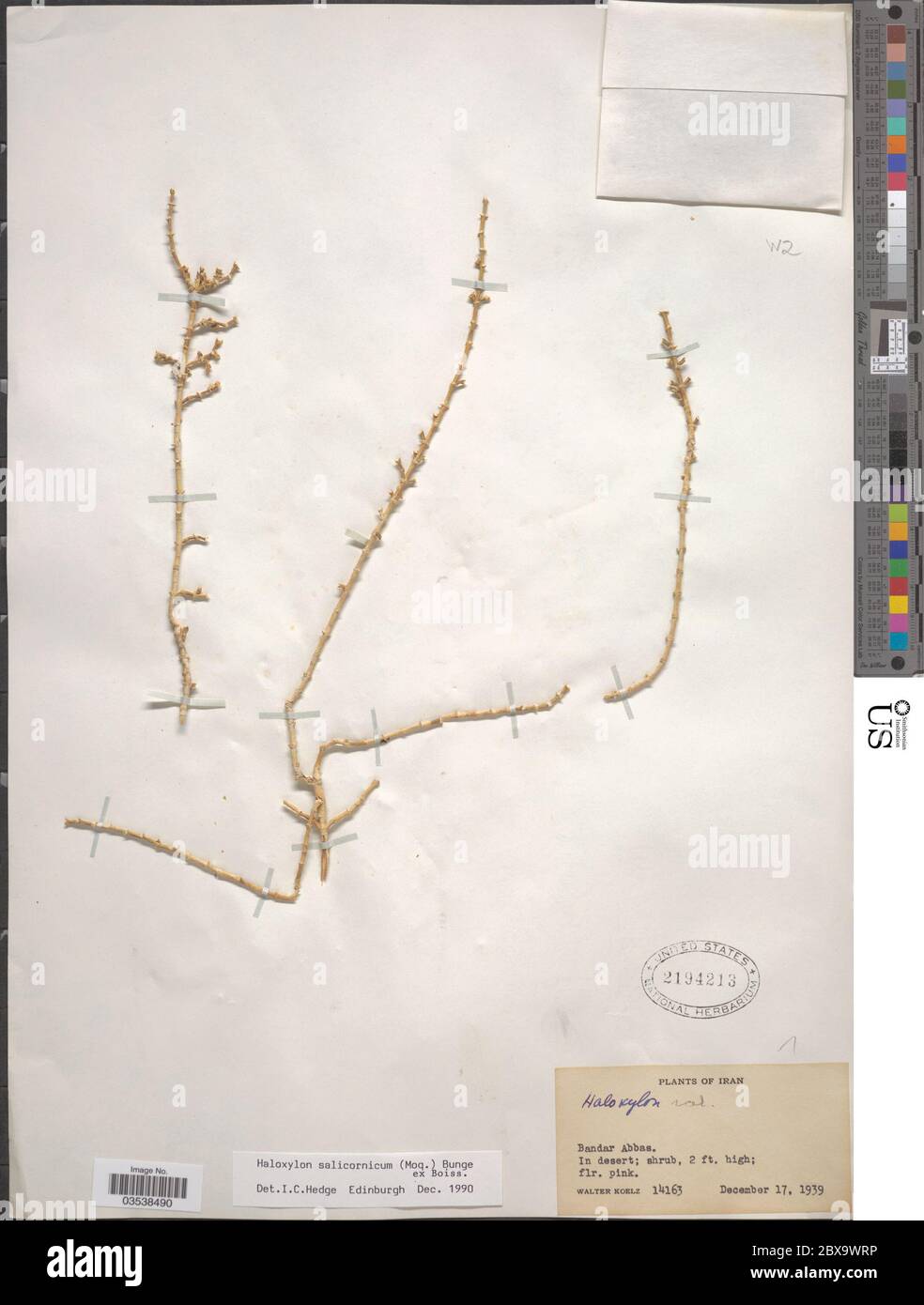 Haloxylon salicornicum Haloxylon salicornicum Stock Photo - Alamy