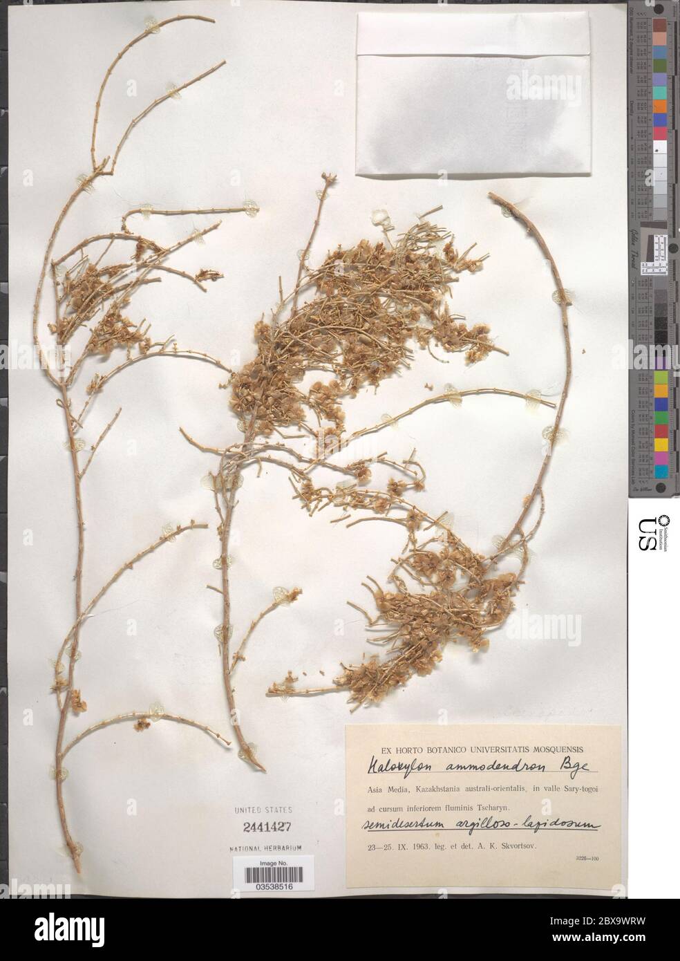 Haloxylon ammodendron Haloxylon ammodendron Stock Photo - Alamy