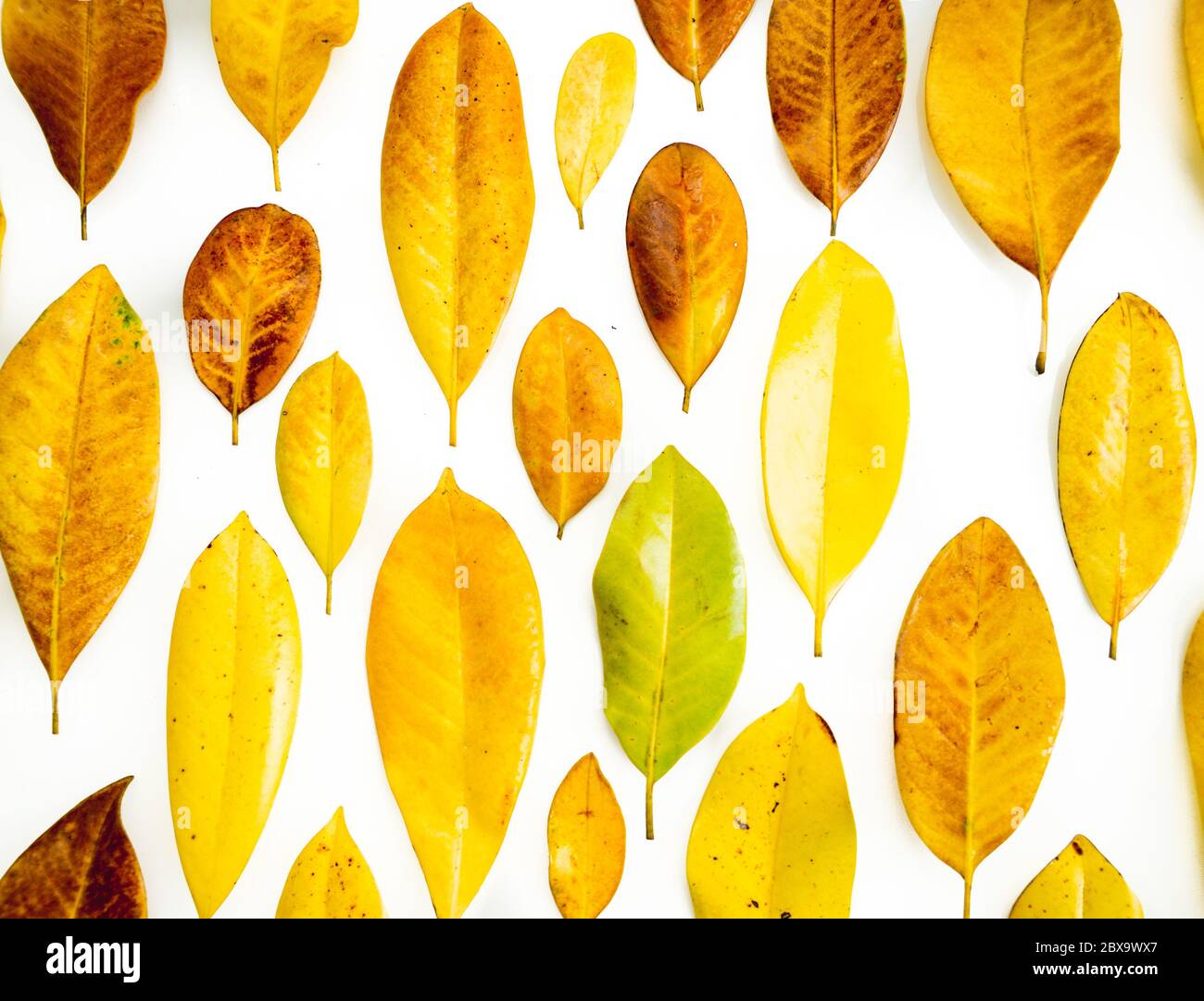 Yellow Magnolia High Resolution Stock Photography and Images - Alamy