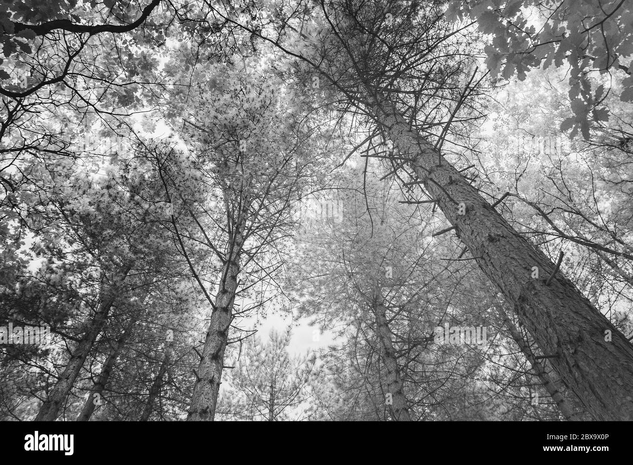 Infrared photography hi-res stock photography and images - Alamy