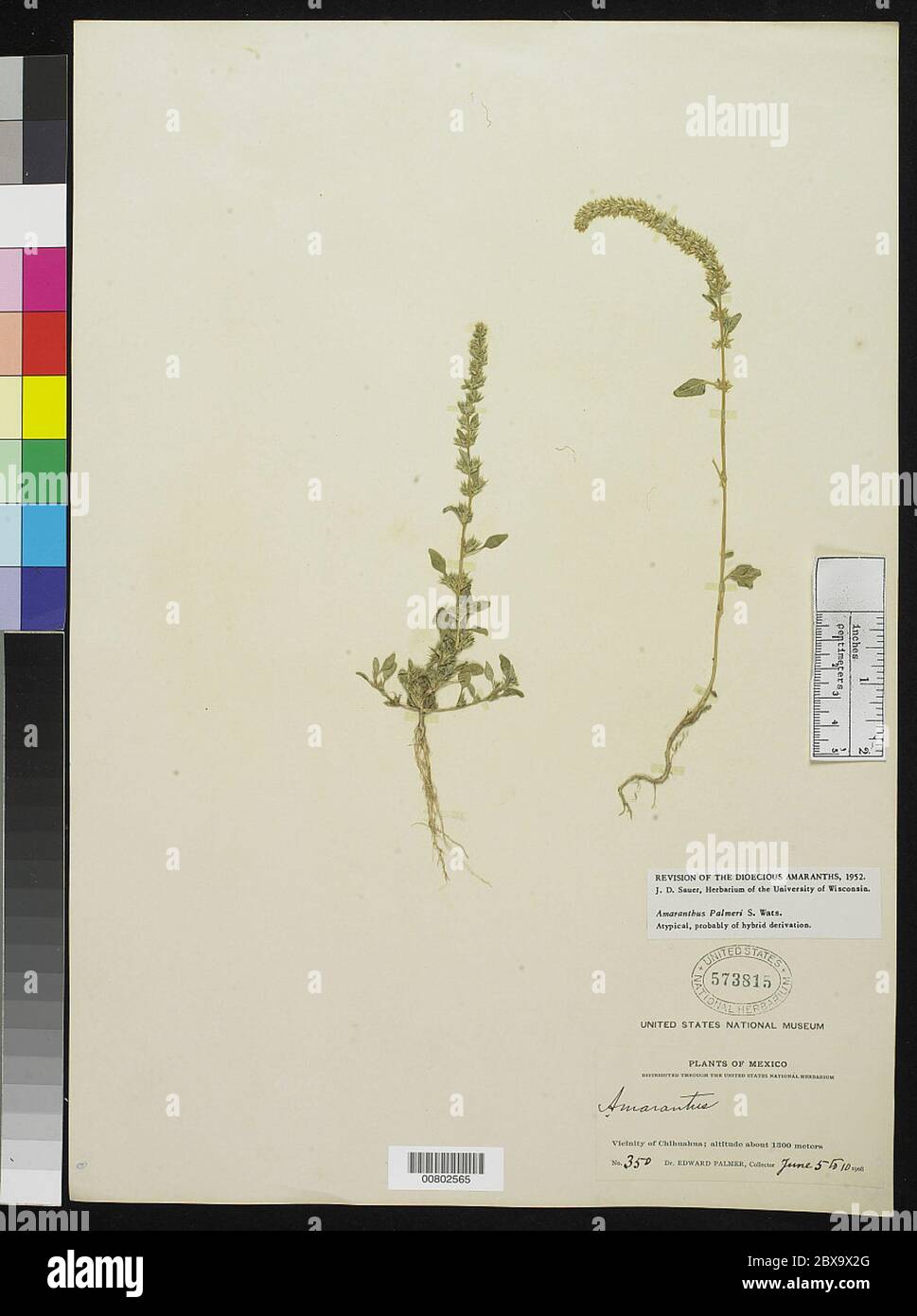 Amaranthus palmeri S Watson Amaranthus palmeri S Watson Stock Photo - Alamy