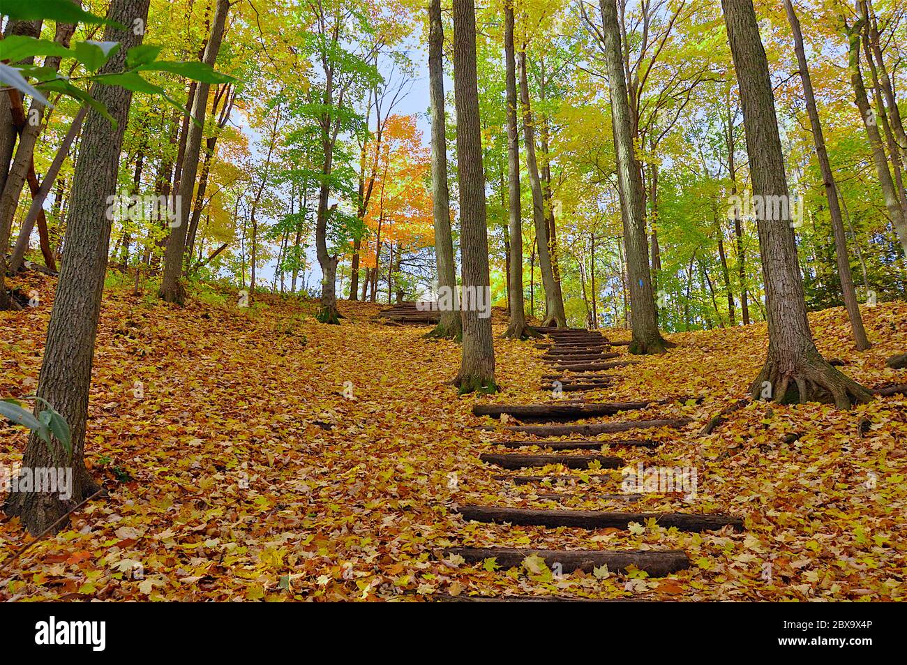Looking up the valley of maple trees in autumn Stock Photo - Alamy