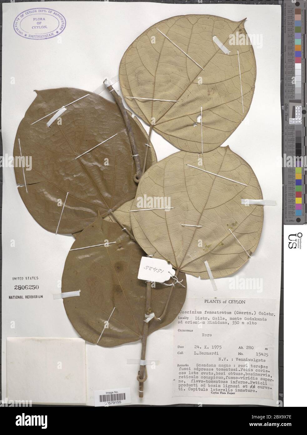 Coscinium fenestratum Colebr Coscinium fenestratum Colebr Stock Photo ...