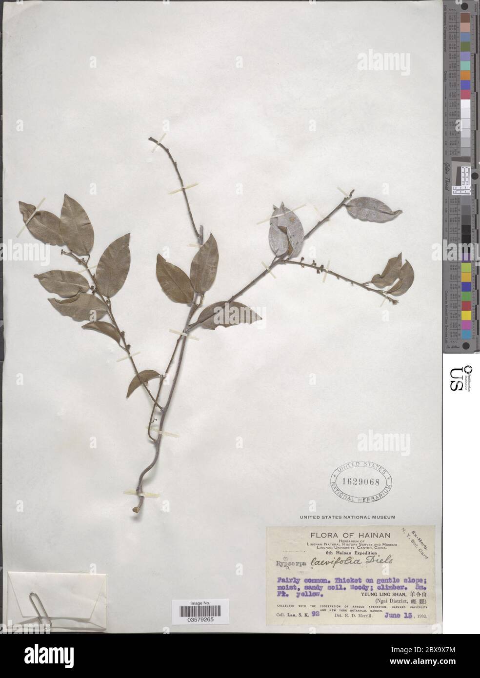 Hypserpa laevifolia Diels Hypserpa laevifolia Diels Stock Photo - Alamy