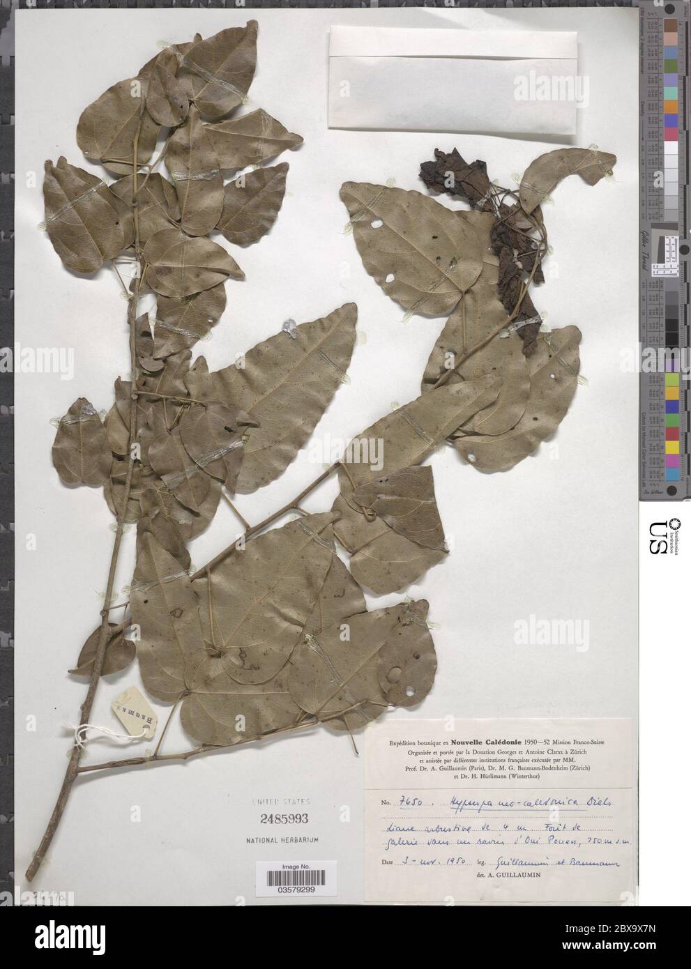 Hypserpa neocaledonica Diels Hypserpa neocaledonica Diels Stock Photo ...