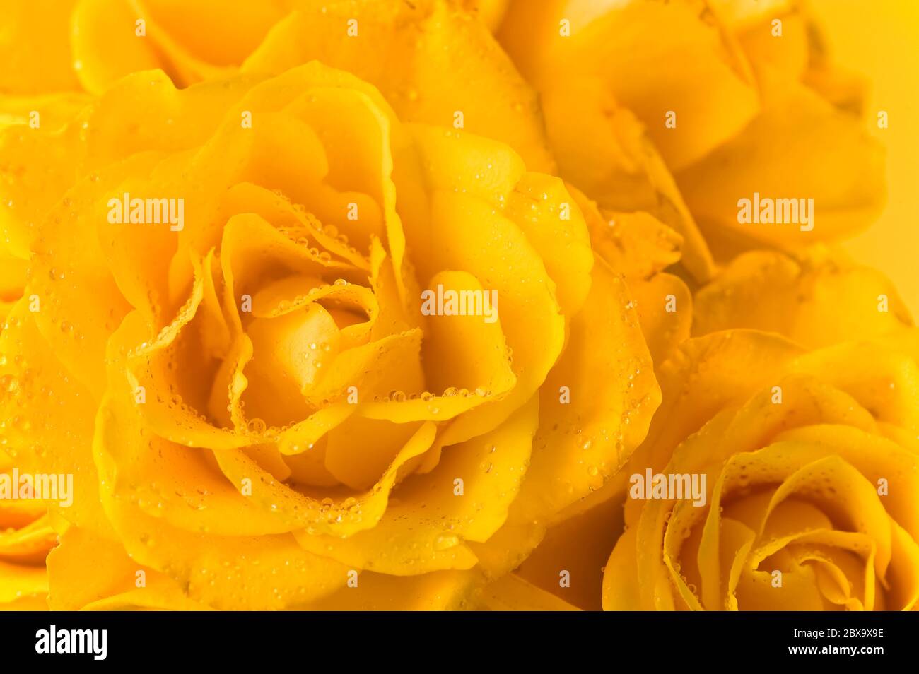 Yellow flowers roses water drops hi-res stock photography and images ...