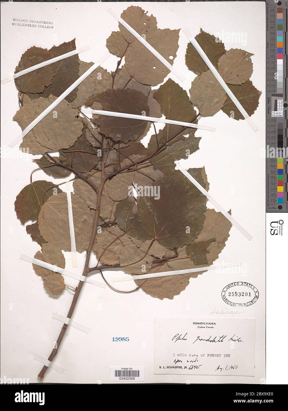 Populus x smithii B Boivin Populus x smithii B Boivin Stock Photo - Alamy