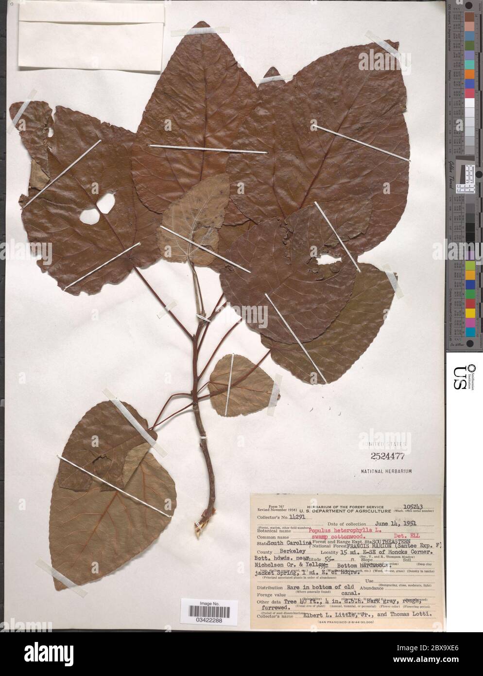 Populus heterophylla hi-res stock photography and images - Alamy