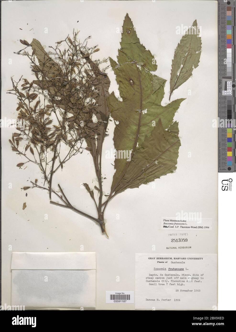 Bocconia frutescens L Bocconia frutescens L Stock Photo - Alamy