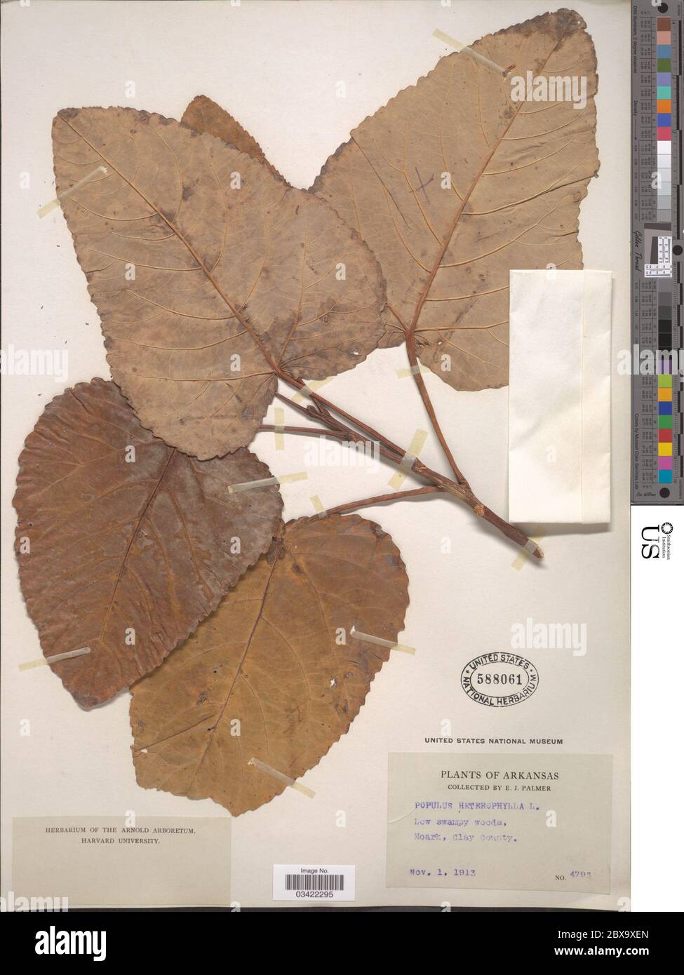 Populus heterophylla hi-res stock photography and images - Alamy