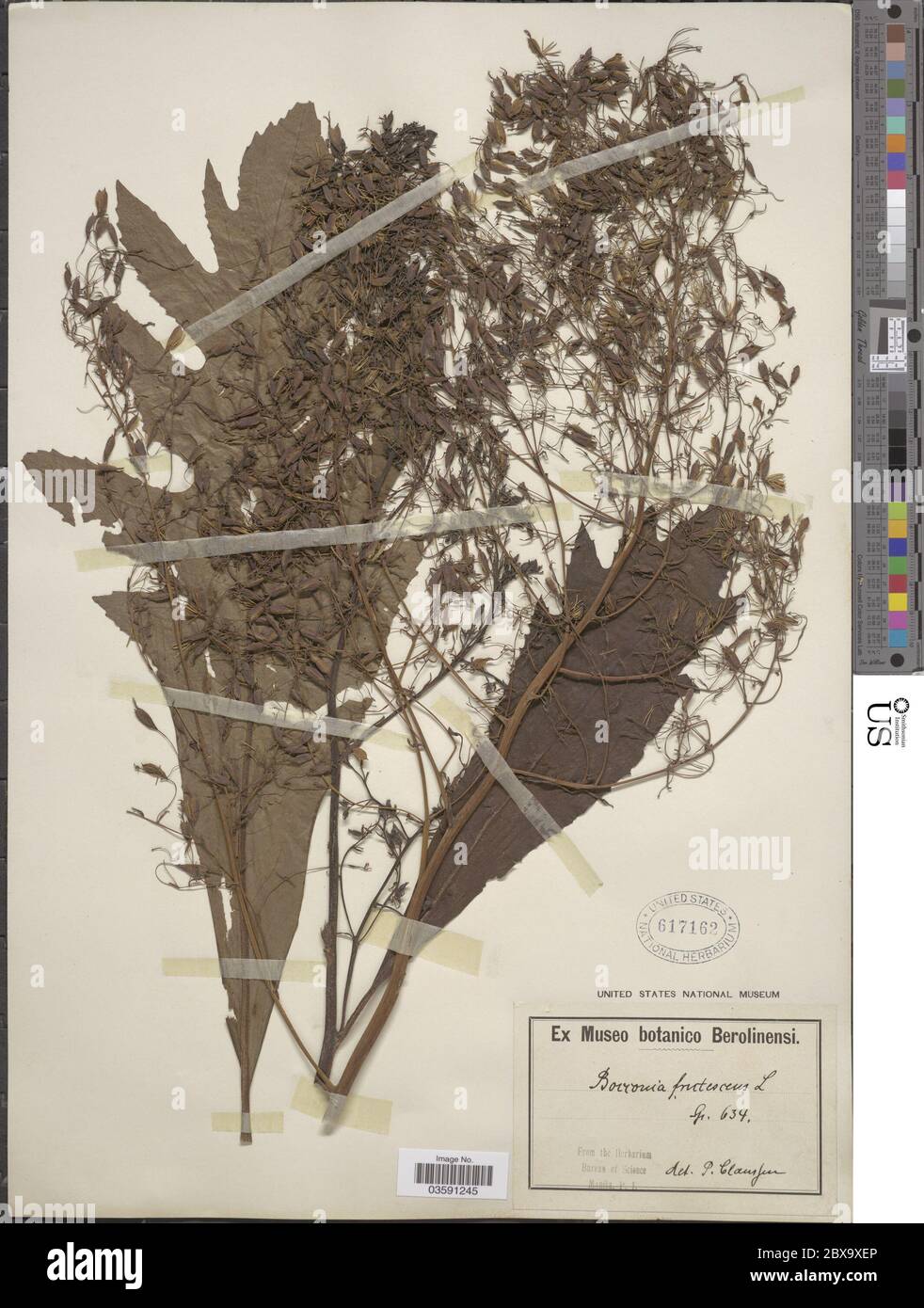 Bocconia frutescens L Bocconia frutescens L Stock Photo - Alamy