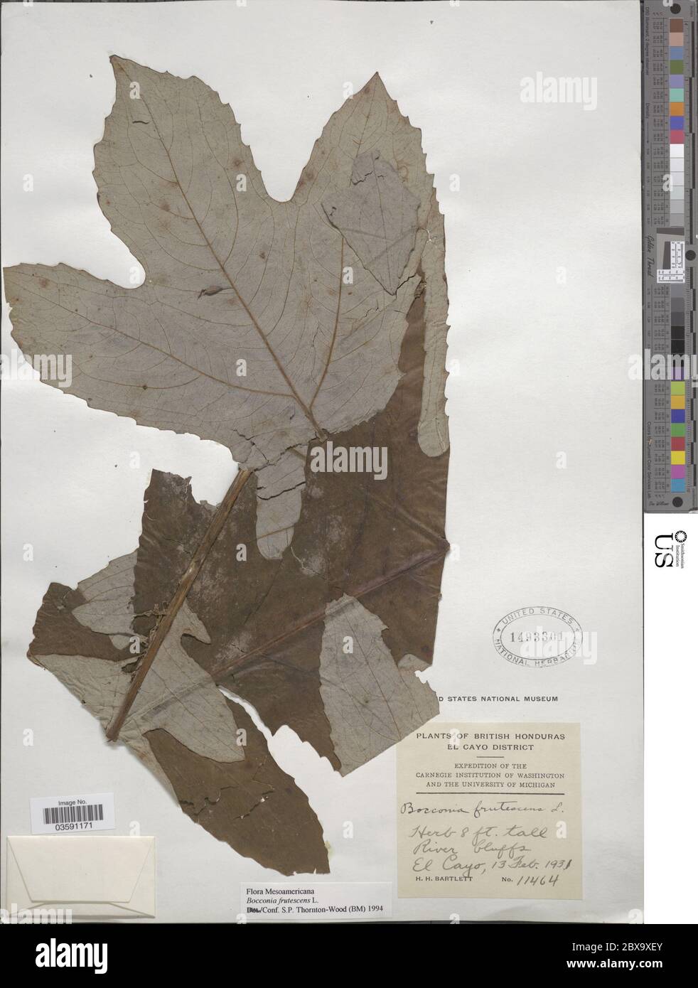 Bocconia frutescens L Bocconia frutescens L Stock Photo - Alamy