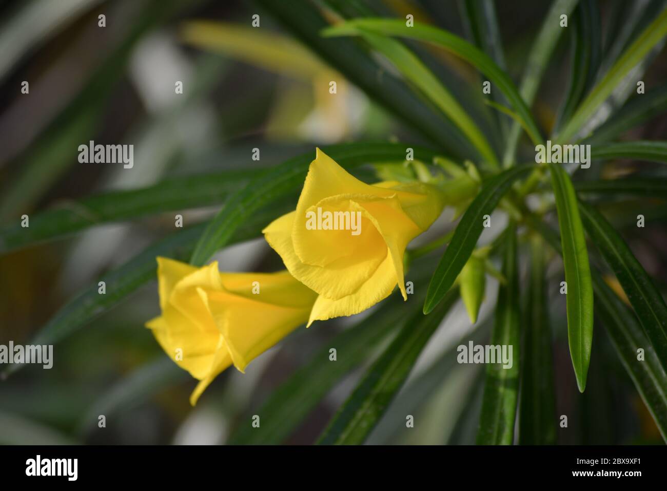 Thevetia tree hi-res stock photography and images - Alamy