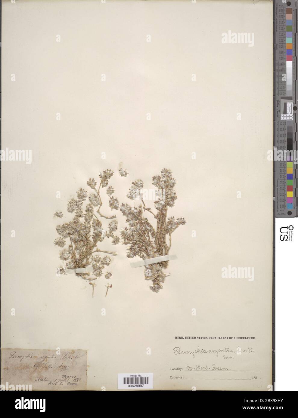 Paronychia argentea Lam Paronychia argentea Lam Stock Photo - Alamy