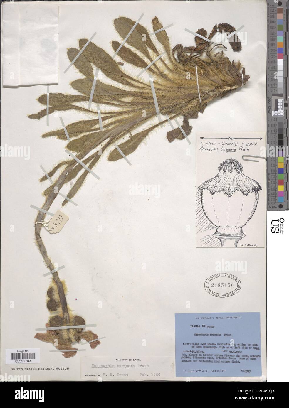 Meconopsis torquata Prain Meconopsis torquata Prain Stock Photo - Alamy