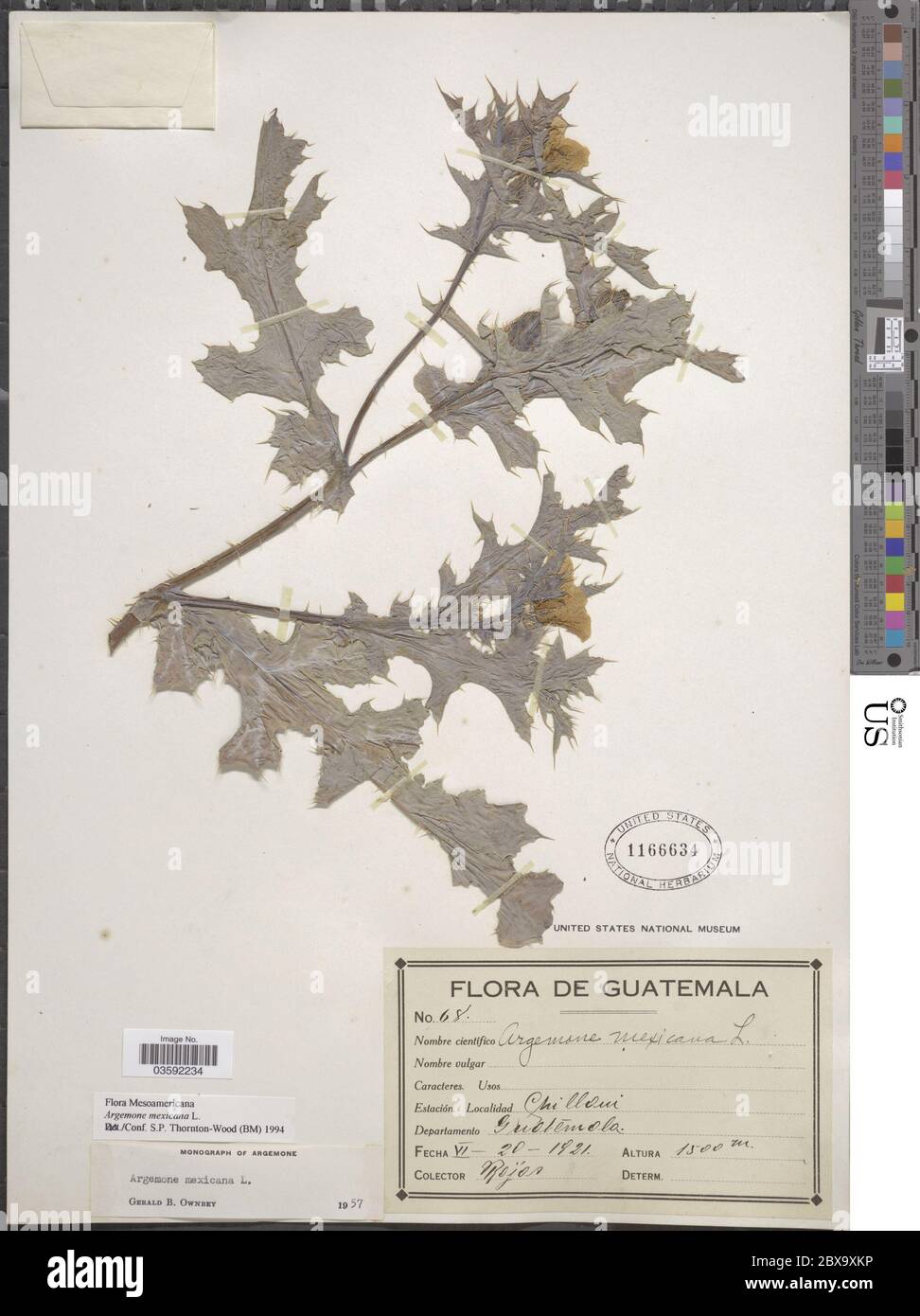Argemone mexicana L Argemone mexicana L Stock Photo - Alamy