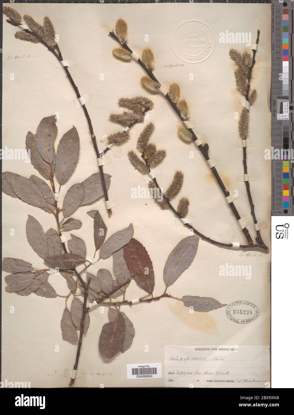 Salix discolor Muhl Salix discolor Muhl Stock Photo - Alamy