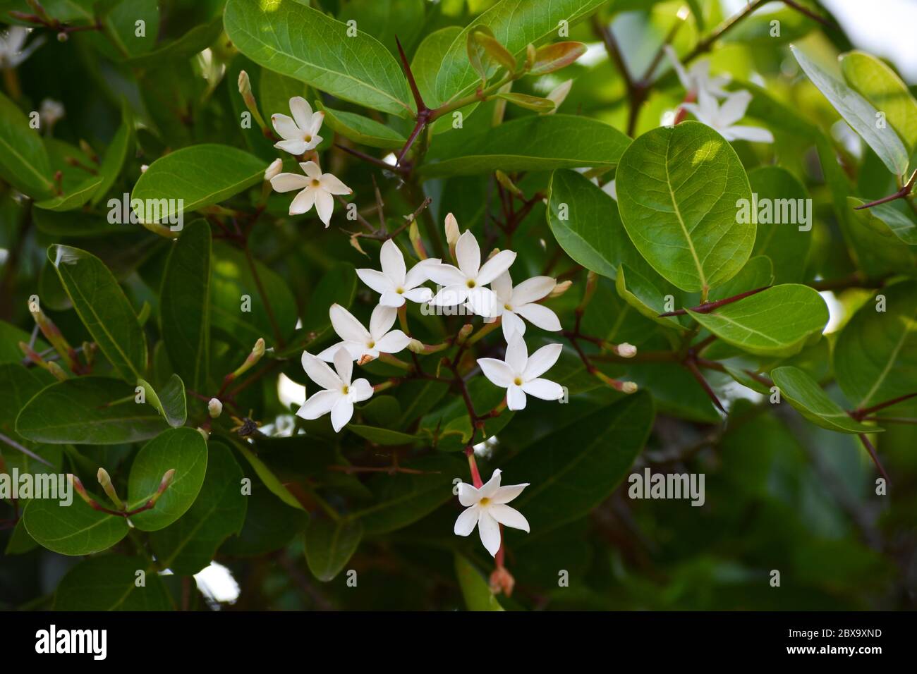 Carissa carandas hi-res stock photography and images - Alamy