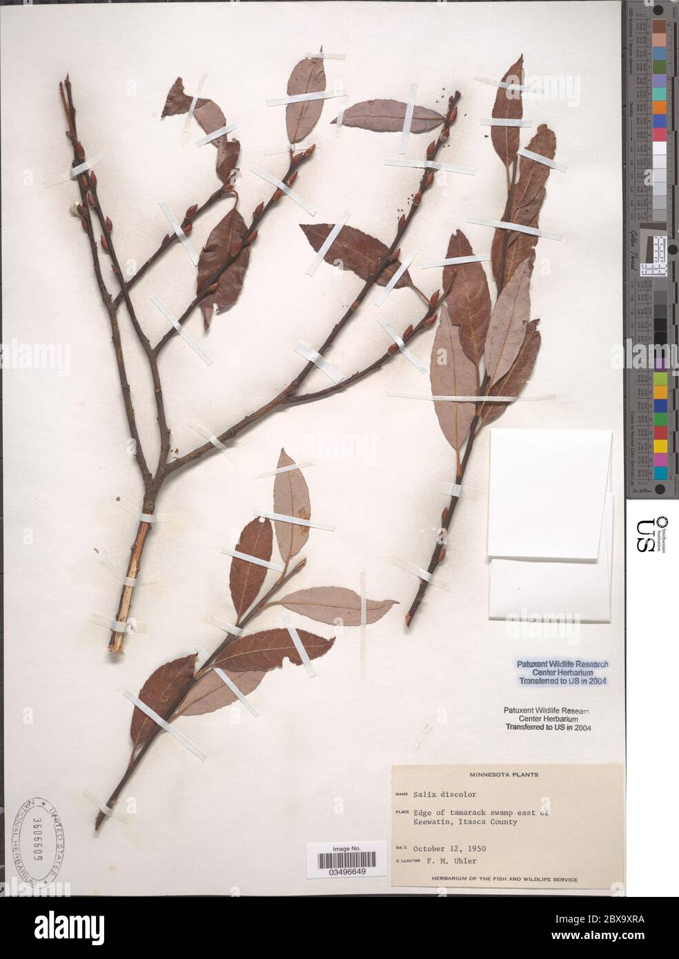 Salix discolor Muhl Salix discolor Muhl Stock Photo - Alamy